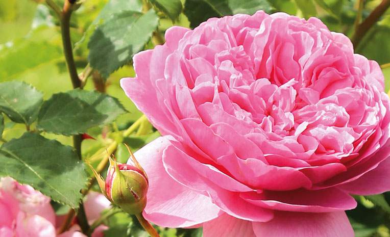 British Rose Community Trade