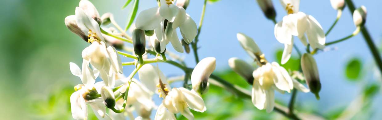 Moringa - All Ingredients - Tips & Advice