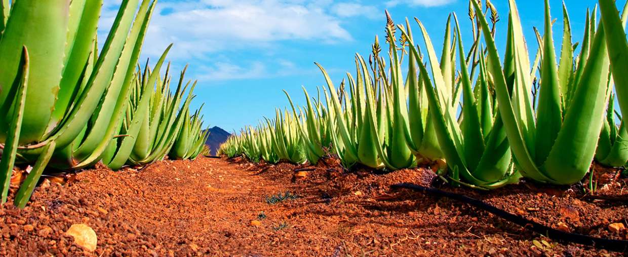 Aloe - All Ingredients - Tips & Advice