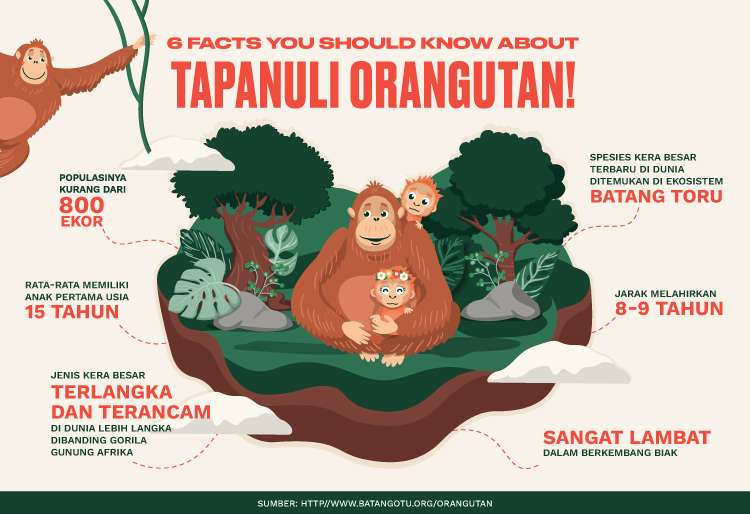 LET’S FIGHT FOR A FAIRER & MORE BEAUTIFUL WORLD FOR TAPANULI ORANGUTANS